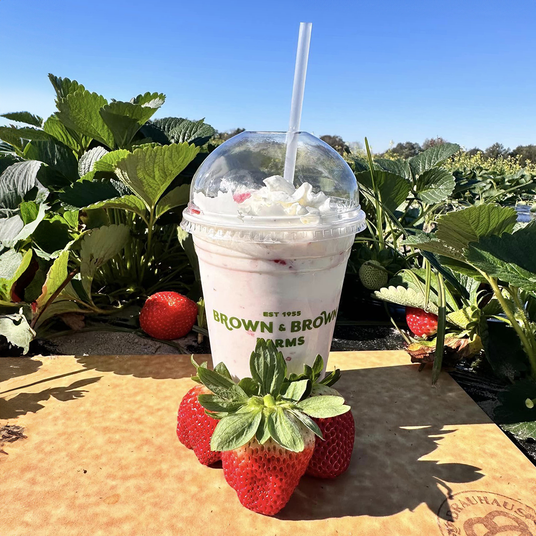 Strawberry U-Pick & Festival – Brown's Adventure Farm | Oxford, FL